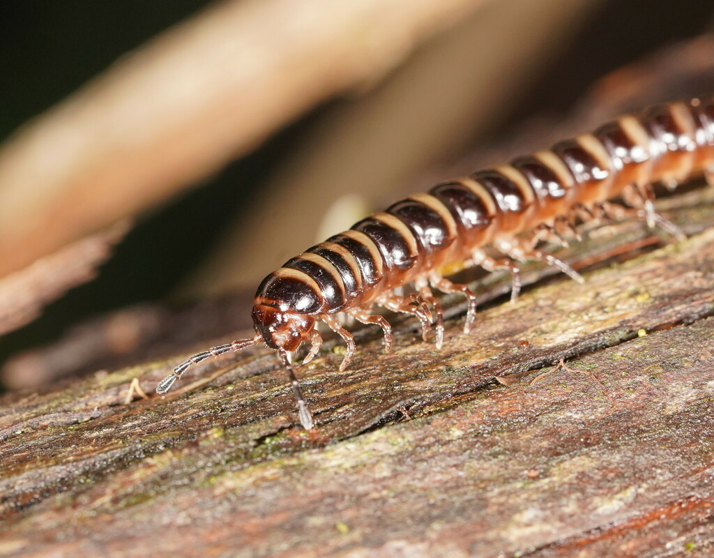 Dalodesmidae from Woori Yallock VIC 3139, Australia on April 13, 2023 ...