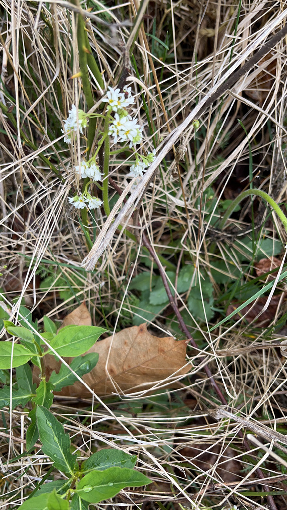 Virginia saxifrage from Rising Sun on April 15, 2023 at 05:15 PM by ...