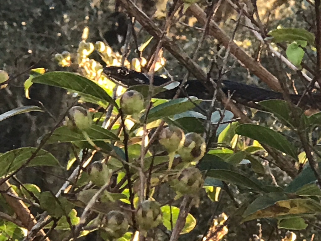 Colubrine Snakes from Riverview, FL, USA on October 17, 2018 at 07:08 ...