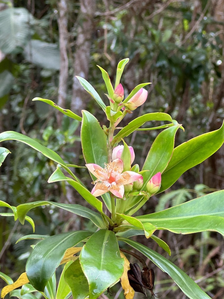 bonnetia family (Bonnetiaceae) - Botanical Realm