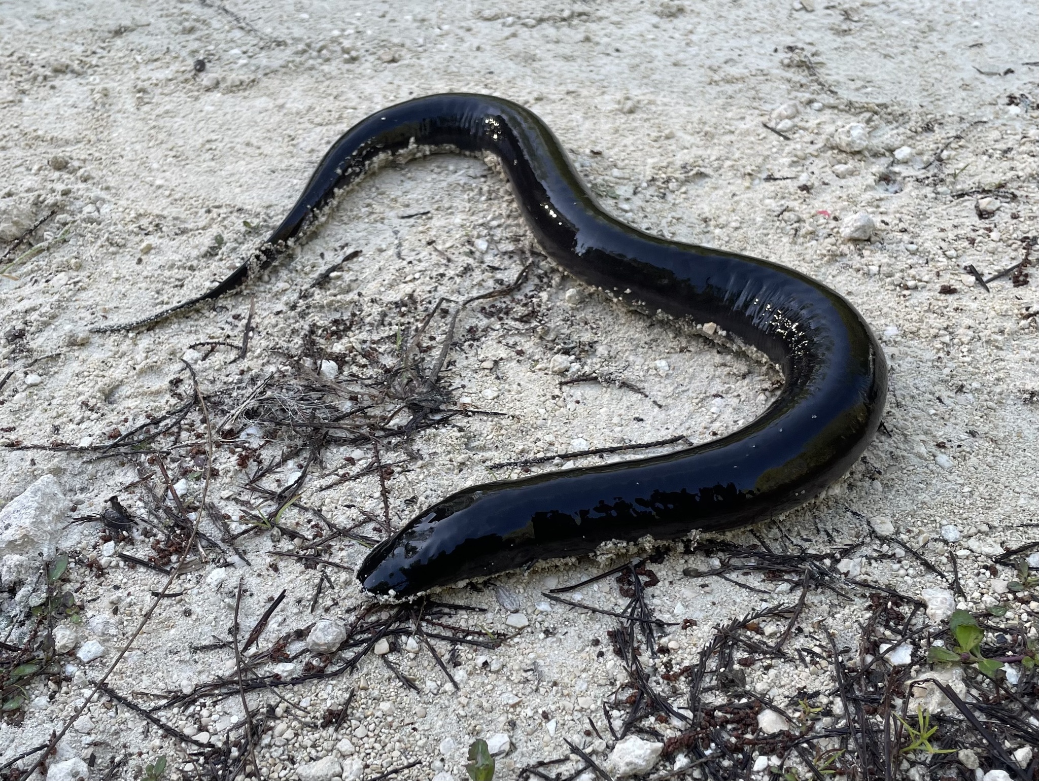 Amphiuma means Garden, 1821