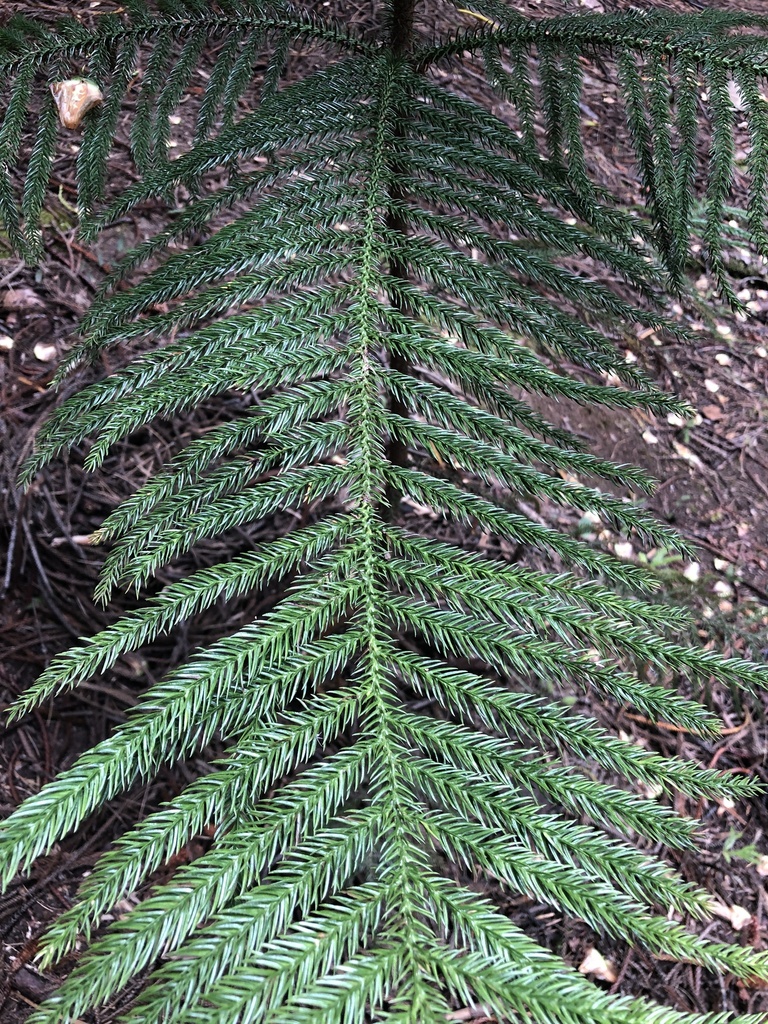 Cook pine from Maui County, US-HI, US on 09 July, 2022 at 01:16 PM by ...