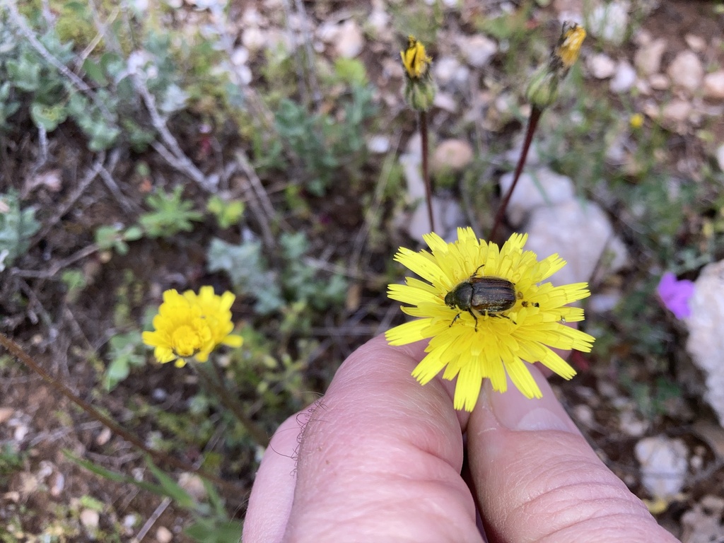 Anomalini from Stymfalia, Peloponnese, GR on April 16, 2023 at 12:48 PM ...