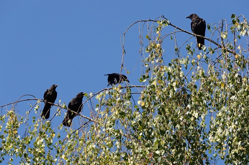 American Crow from Between 325th Avenue NE and 326th Avenue NE ...