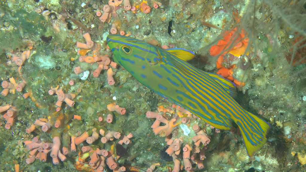 Cephalopholis polleni (Bleeker, 1868)