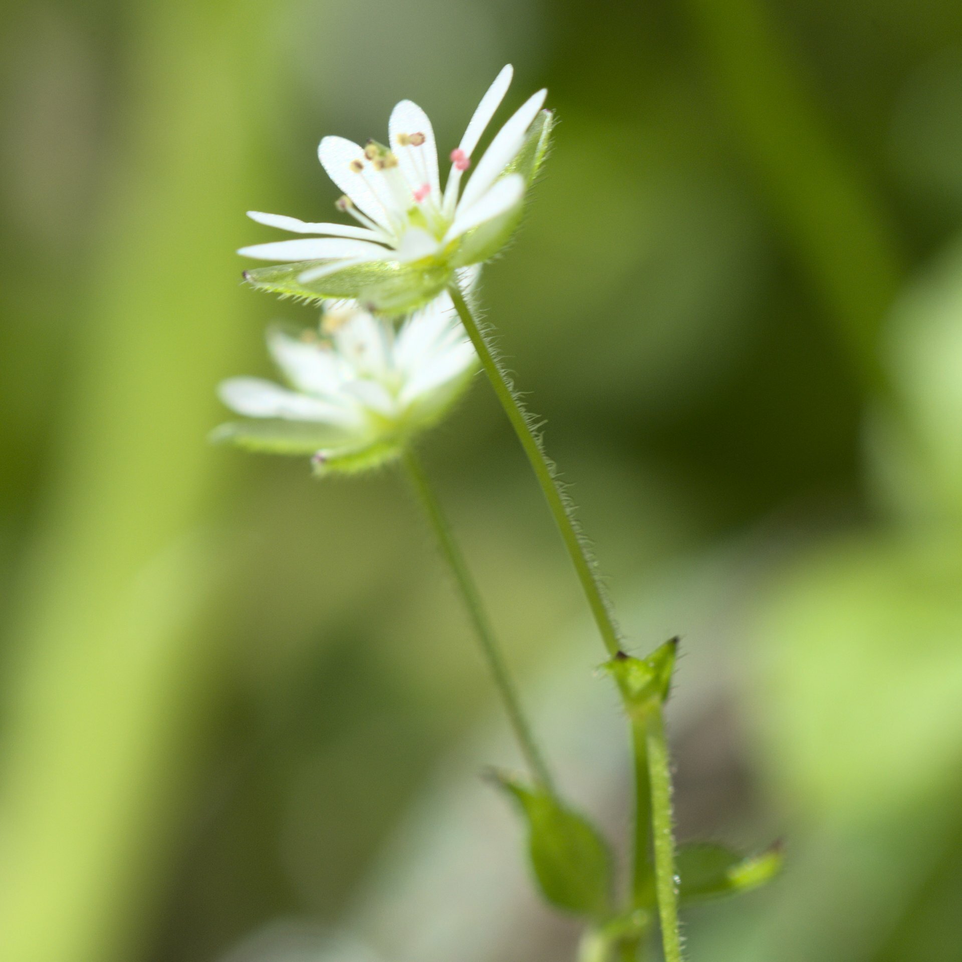 Stellaria neglecta (Lej.) Weihe