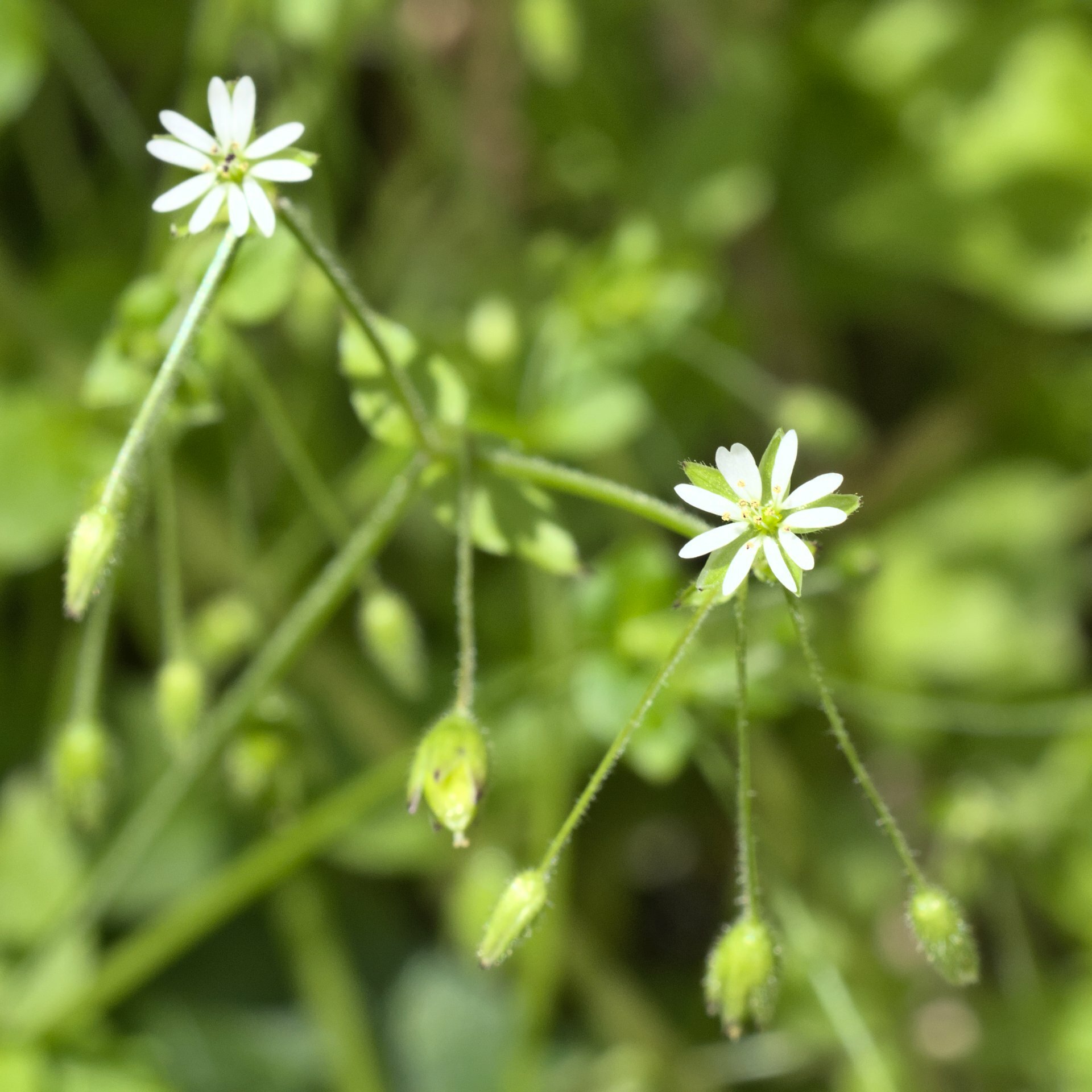 Stellaria neglecta (Lej.) Weihe