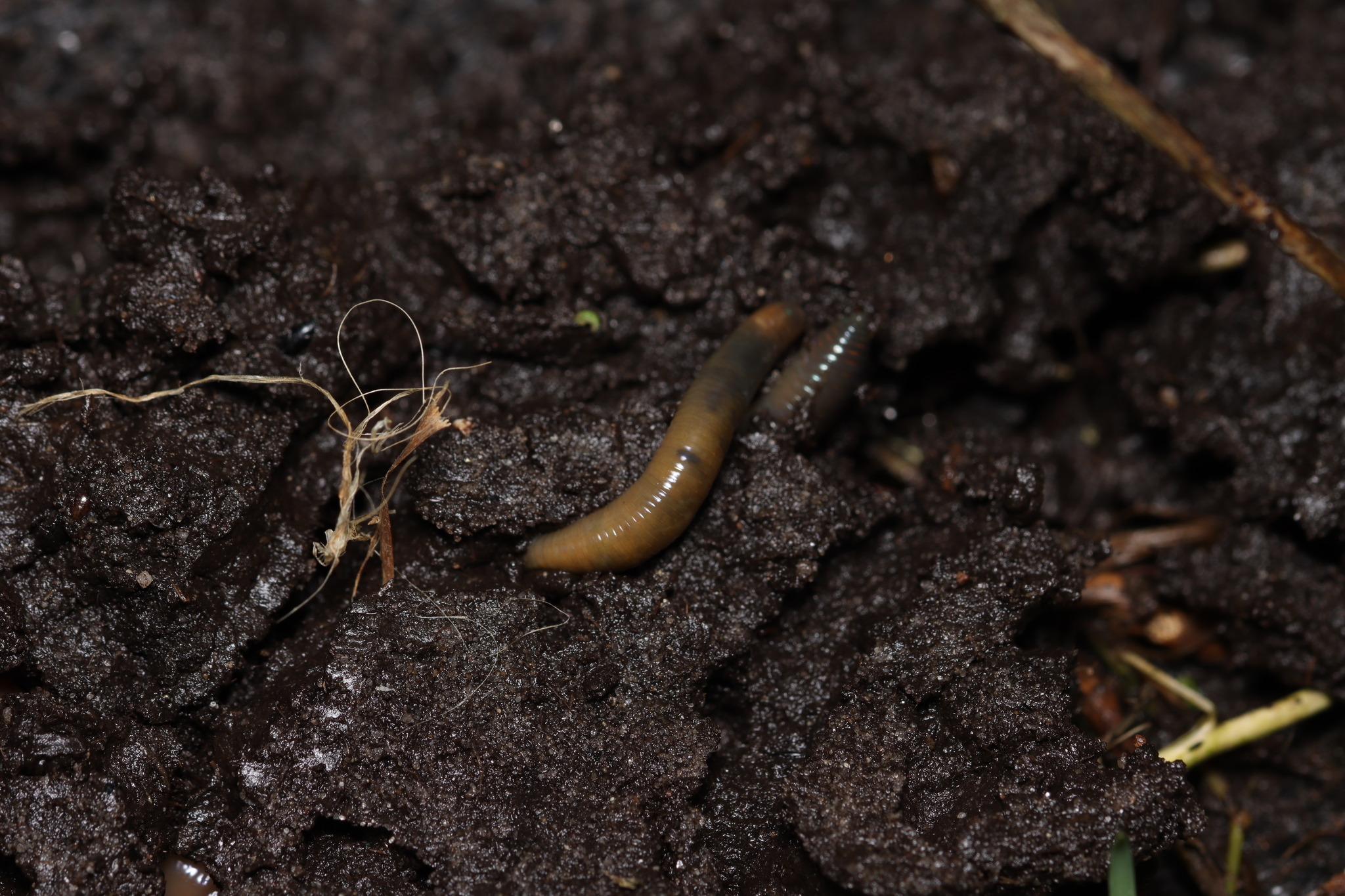 Allolobophora chlorotica (Savigny, 1826)