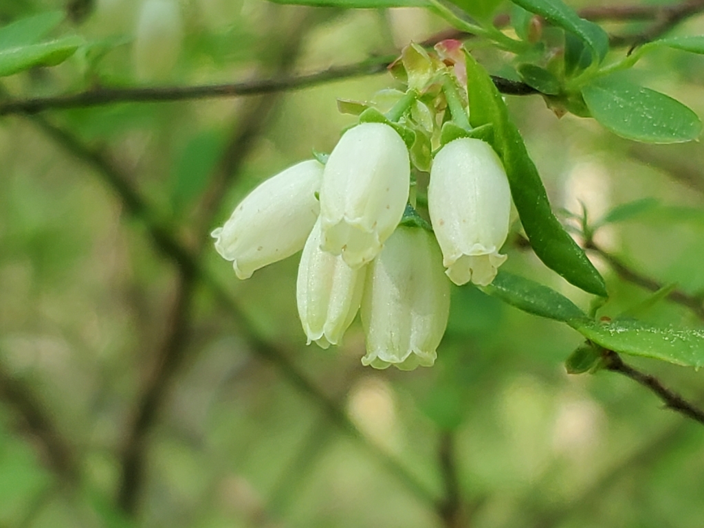 Northern highbush blueberry from Laurel, DE 19956, USA on April 16 ...