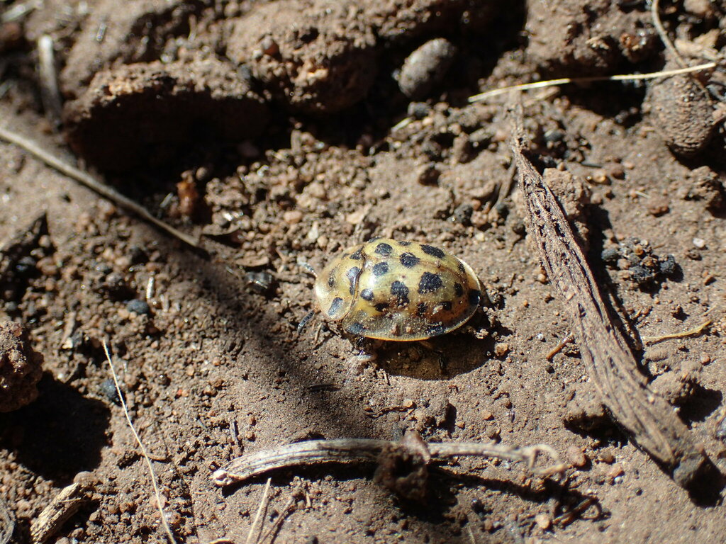 Aethiopocassis vigintimaculata from Mahogany Ridge, Pinetown, 3608 ...