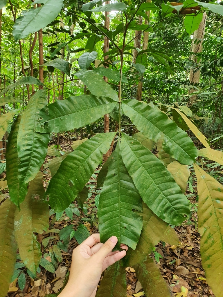 Paranephelium macrophyllum from Dairy Farm Nature Park on April 16 ...