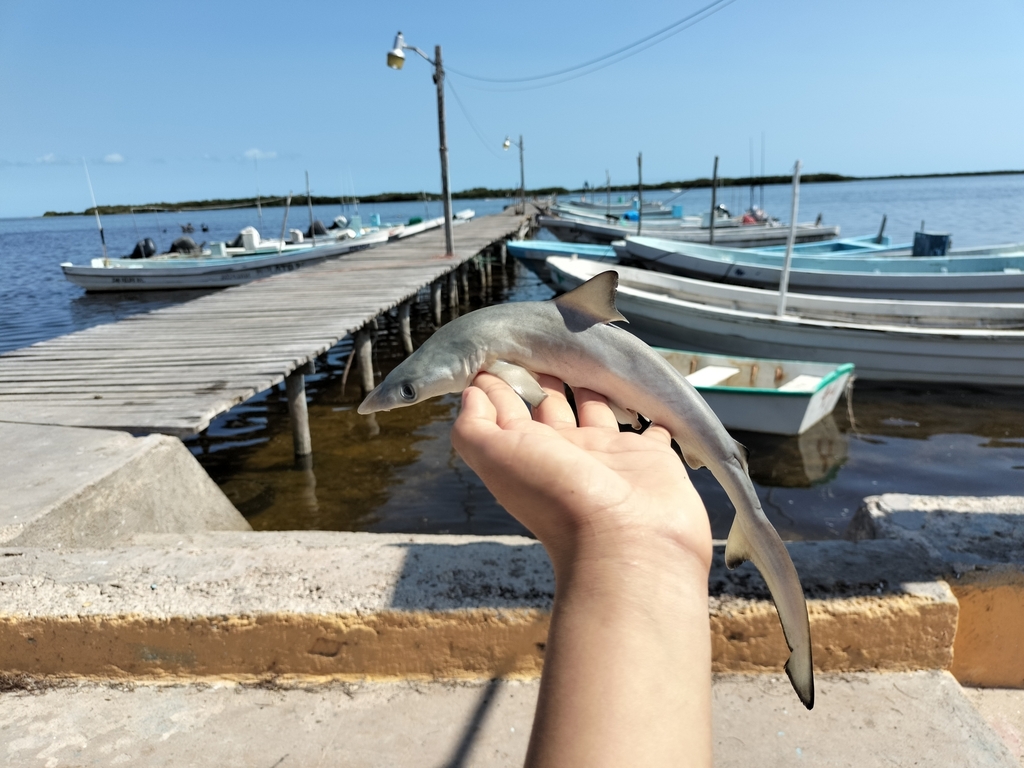Atlantic Sharpnose Shark from San Felipe on April 13, 2023 at 09:29 AM ...