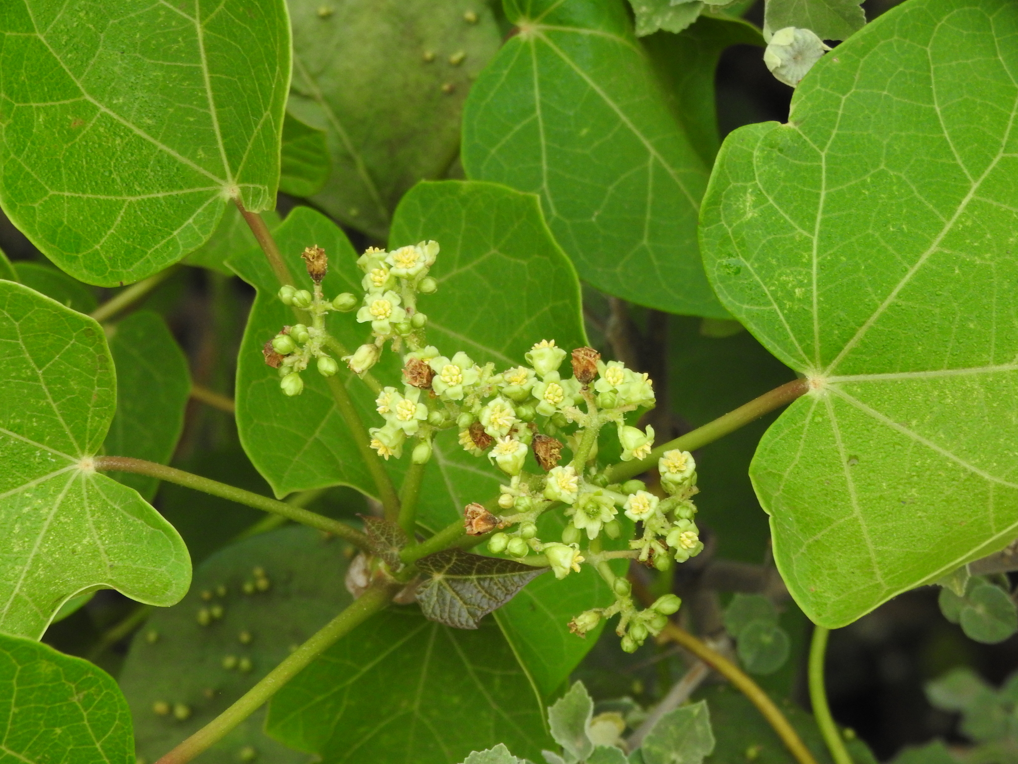 Jatropha curcas L.