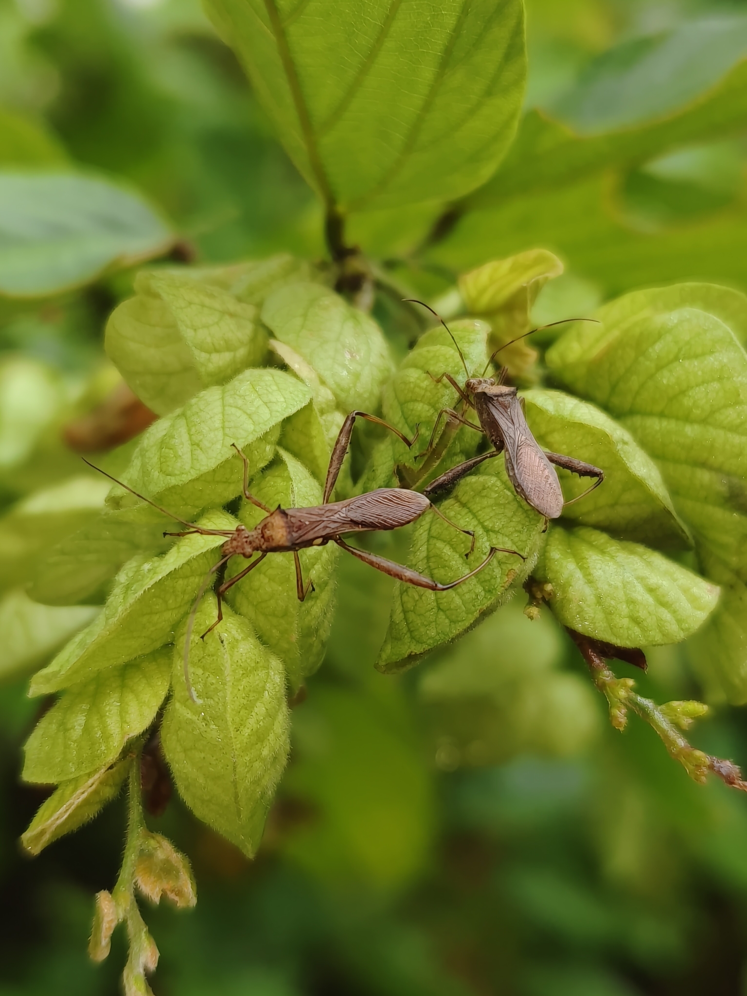 Riptortus pedestris (Fabricius, 1775)