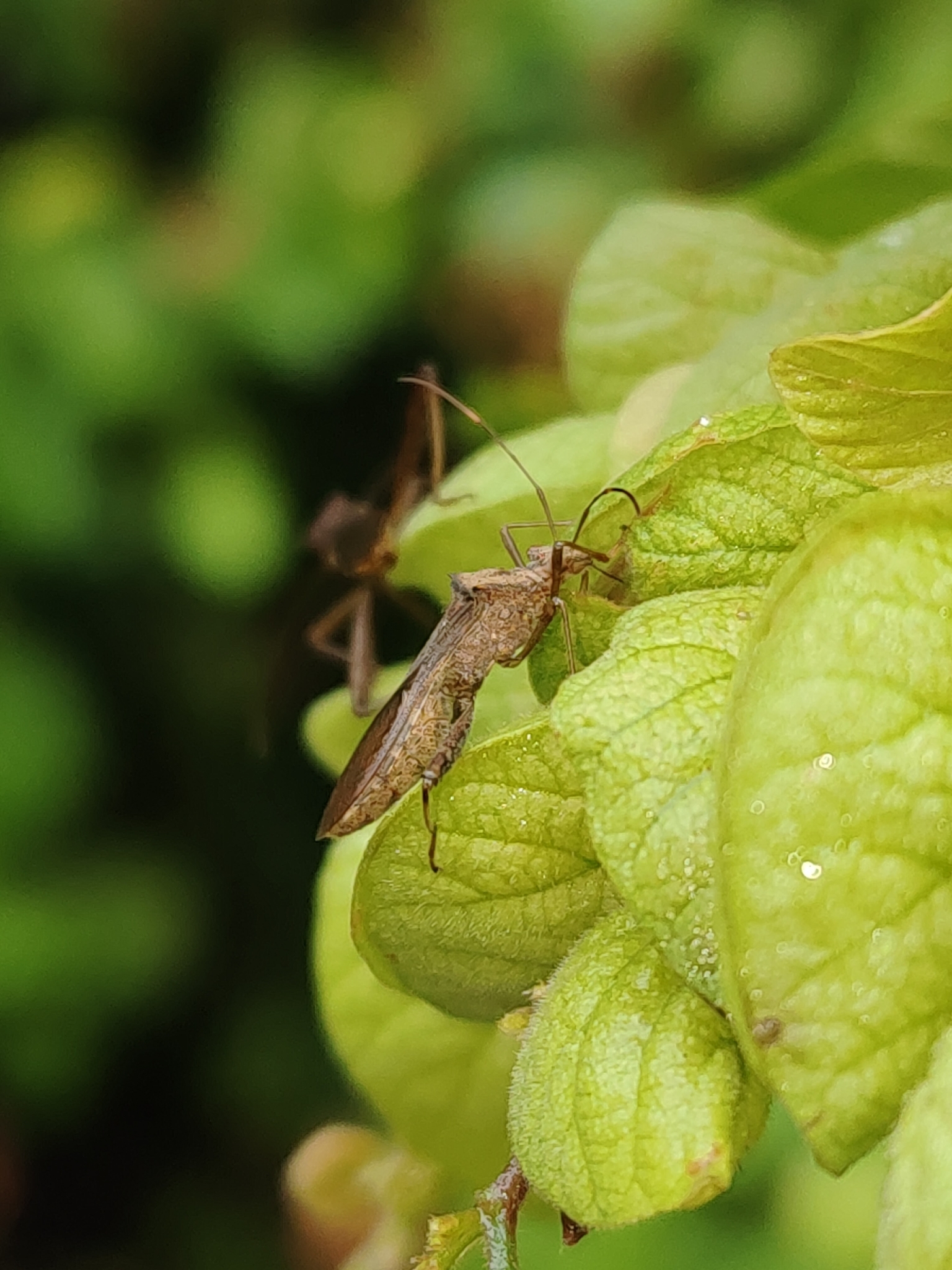 Riptortus pedestris (Fabricius, 1775)