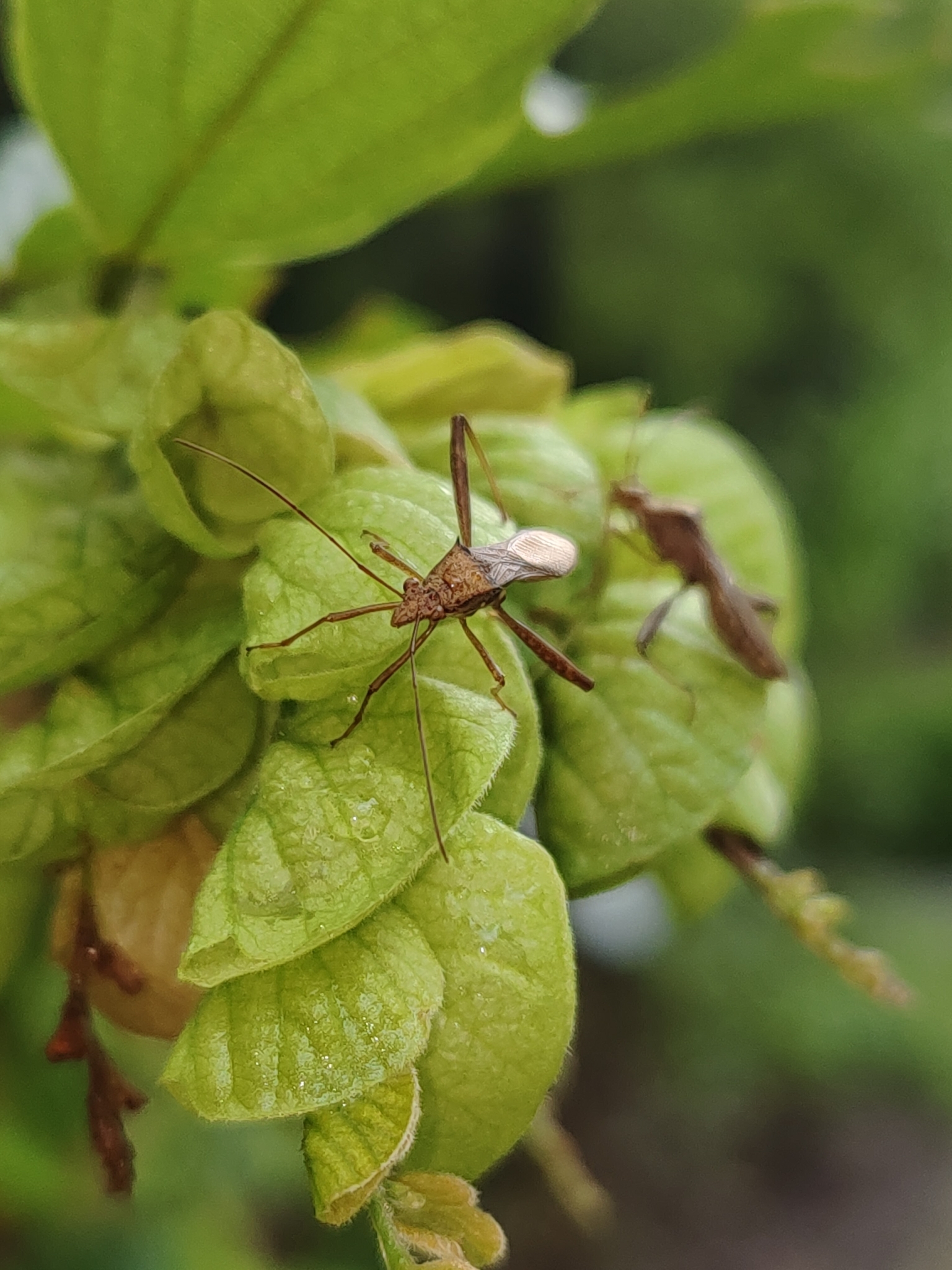 Riptortus pedestris (Fabricius, 1775)