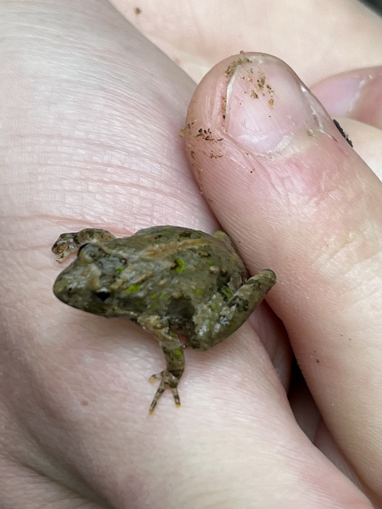 Northern Cricket Frog from Durham, NC, US on April 16, 2023 at 10:31 AM ...