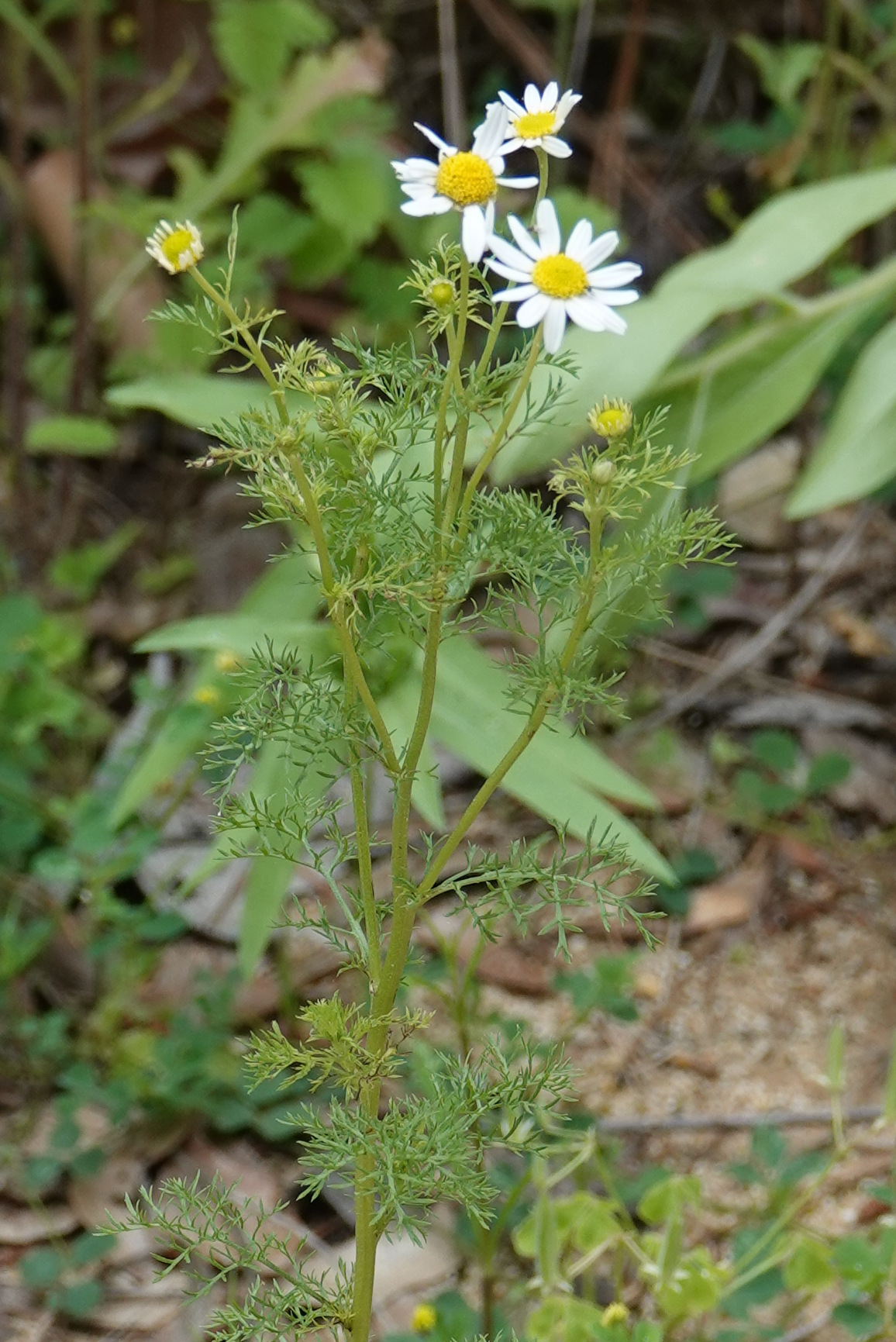 Anthemis L.