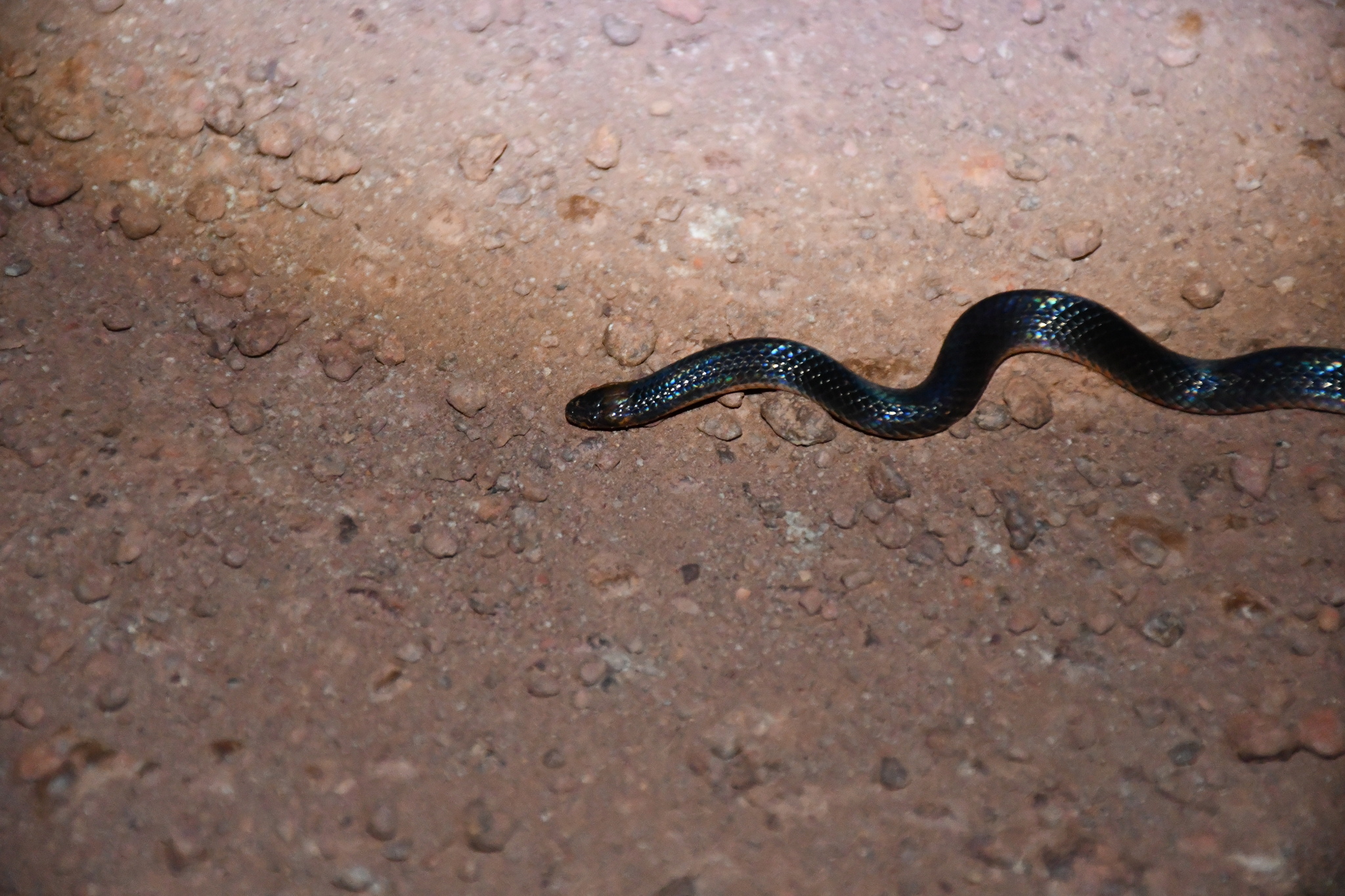 Atractus emmeli (Boettger, 1888)