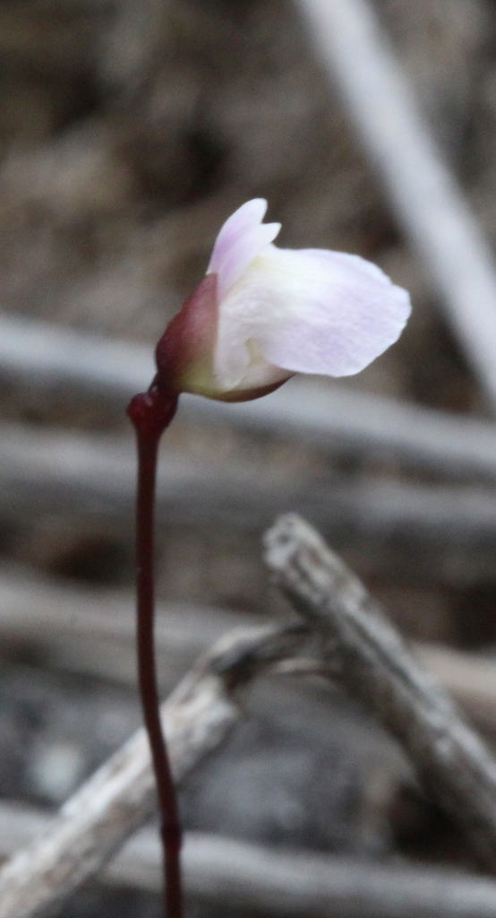 Utricularia delicatula (Threatened Species recorded in Waipa District ...