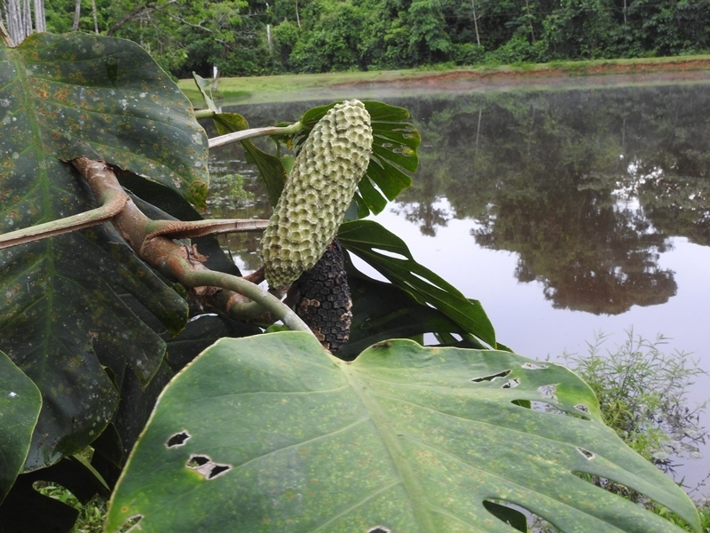 shingles plant from Rio Branco, Acre, Brazil on October 17, 2018 by ...