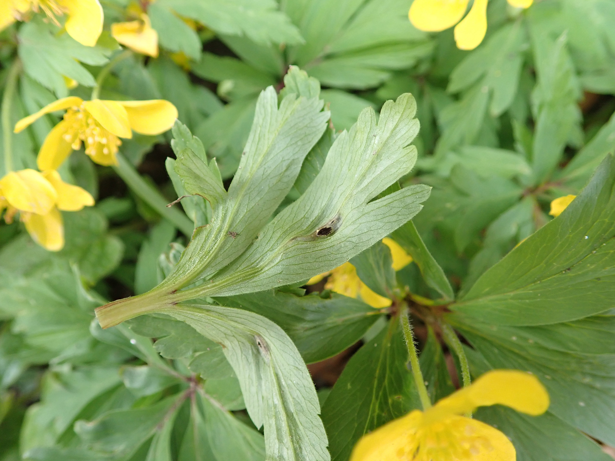 Urocystis anemones (Pers.) G.Winter