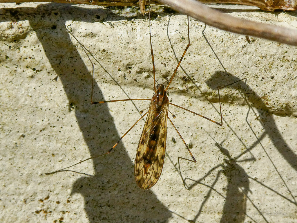 Tipula confusa in April 2023 by Hilary J Phillips · iNaturalist