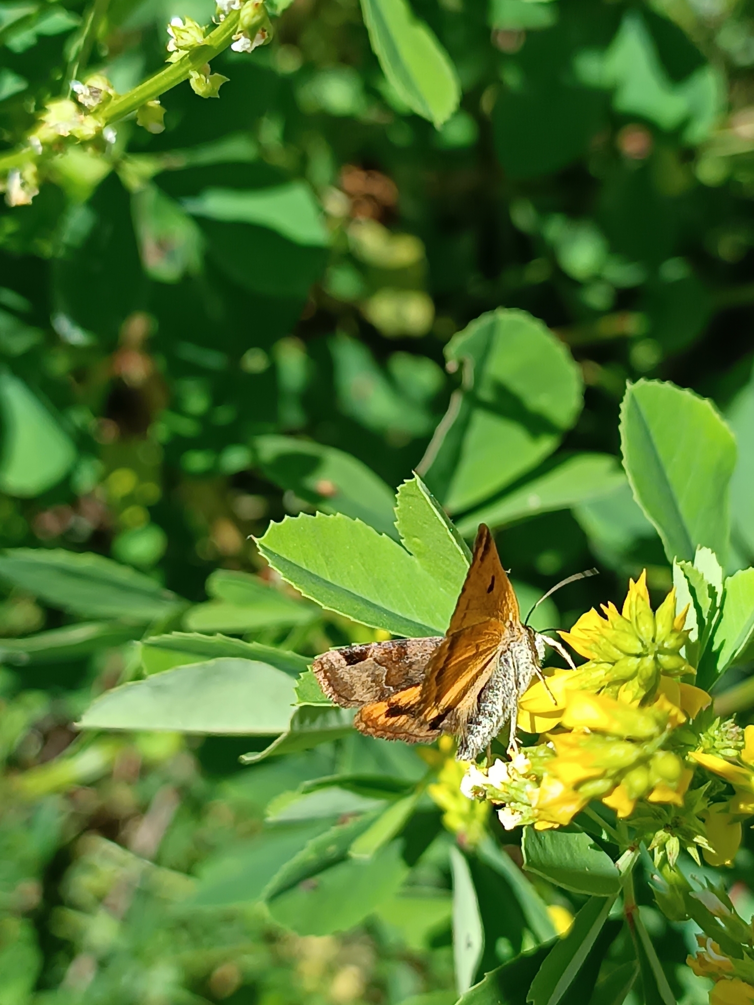 Euclidia glyphica Linnaeus, 1758