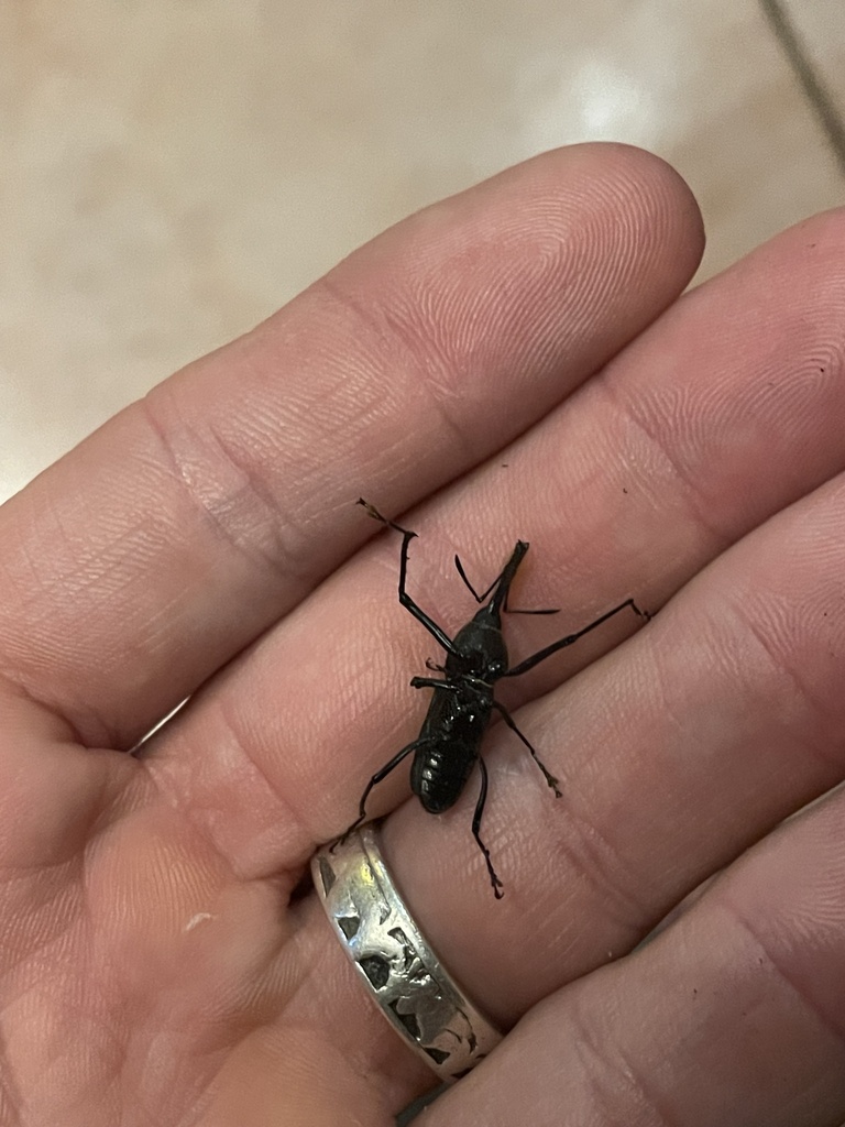 Bearded Weevil from Vía 618, Aguirre, Puntarenas, CR on April 15, 2023 ...