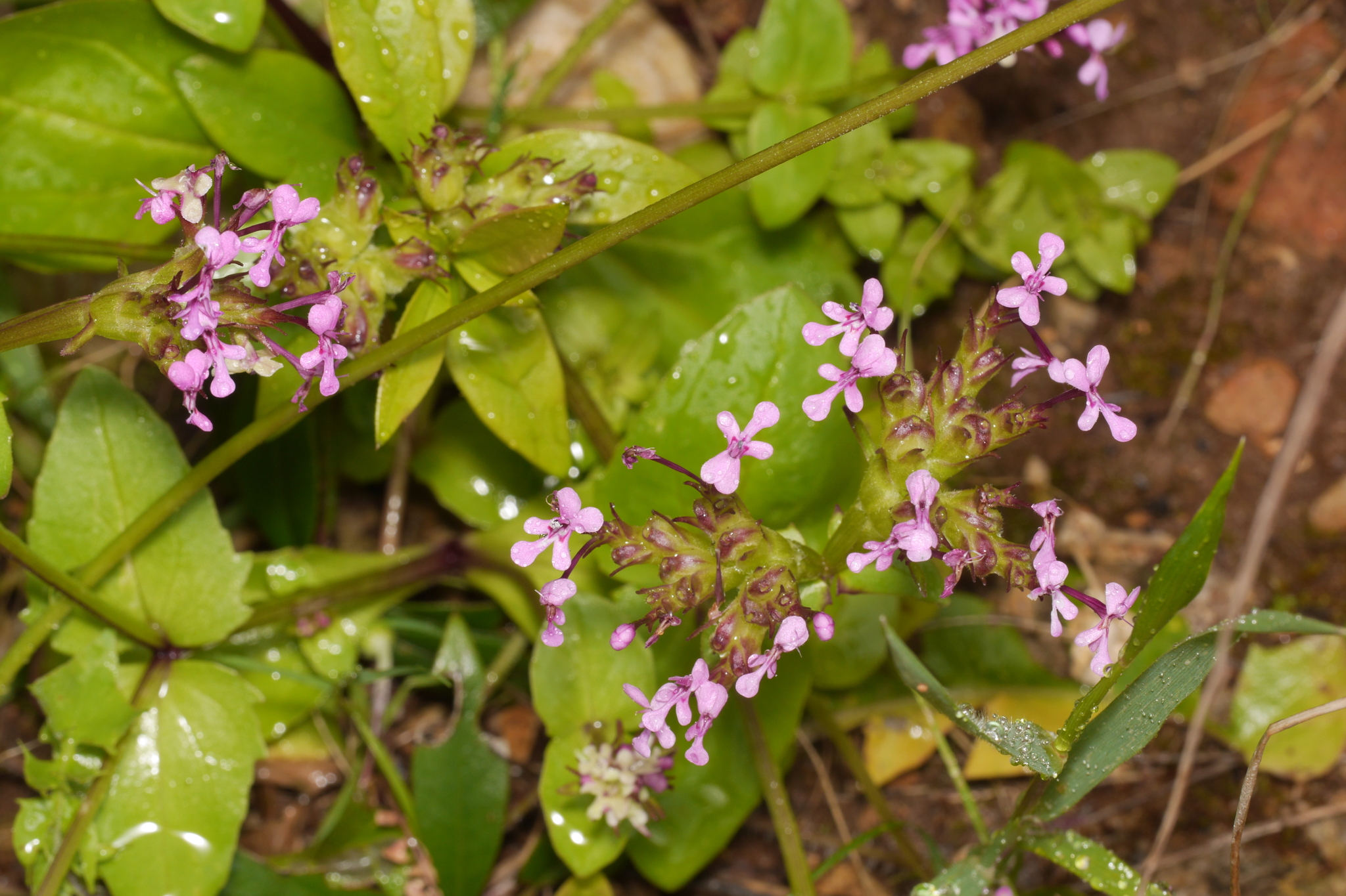 Fedia graciliflora Fisch. & C.A.Mey.