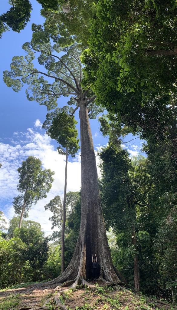 Yellow Meranti in April 2023 by 呂一起(Lu i-chi). sipilok giant 托葉白色 极尖娑罗双 ...