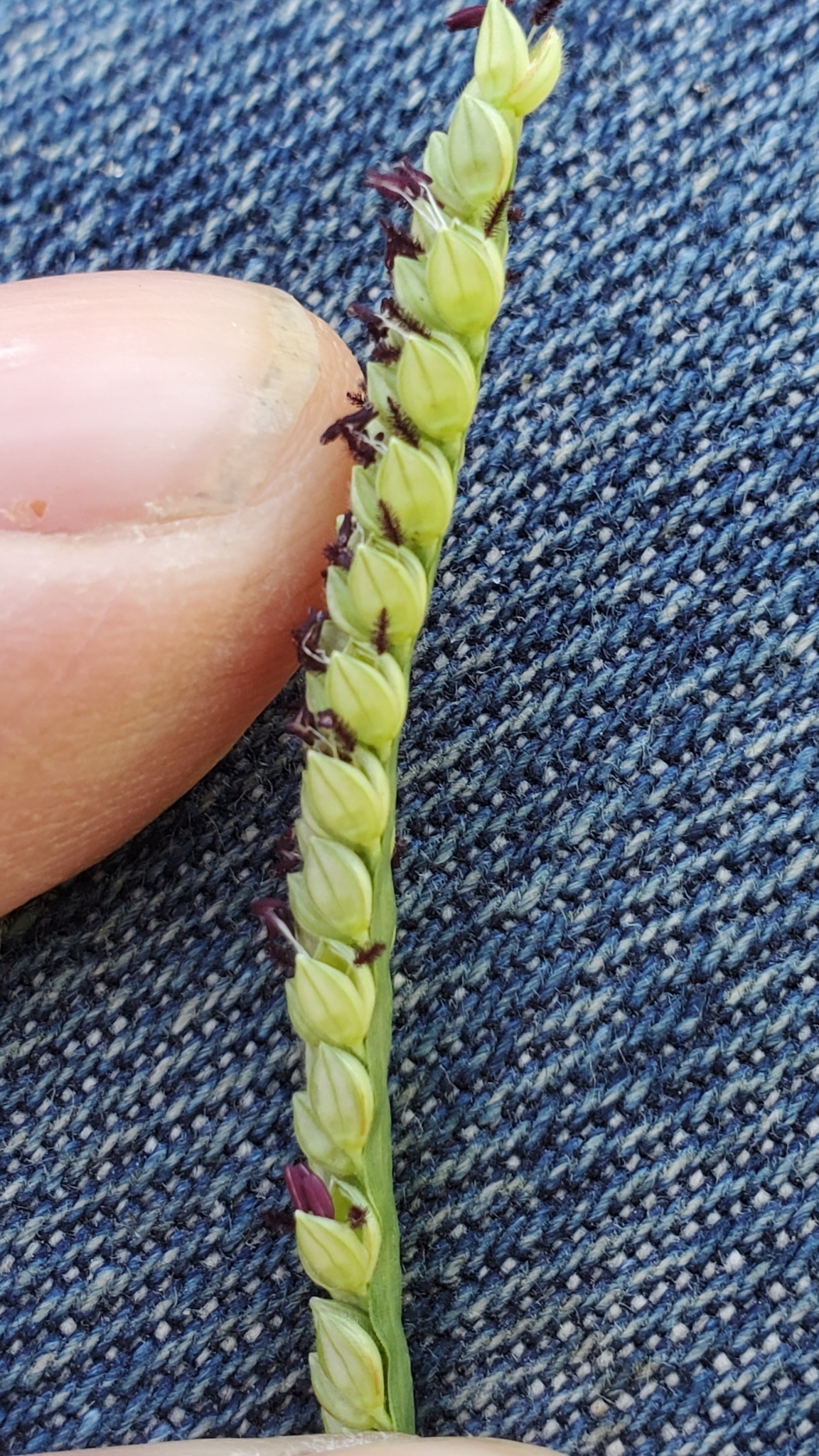 Paspalum pubiflorum Rupr. ex E.Fourn.