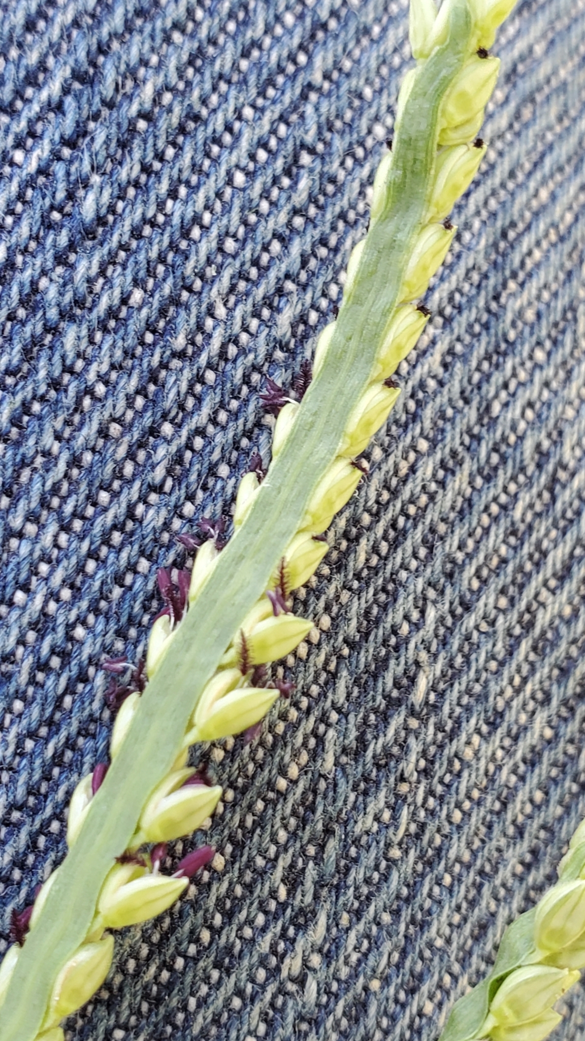 Paspalum pubiflorum Rupr. ex E.Fourn.