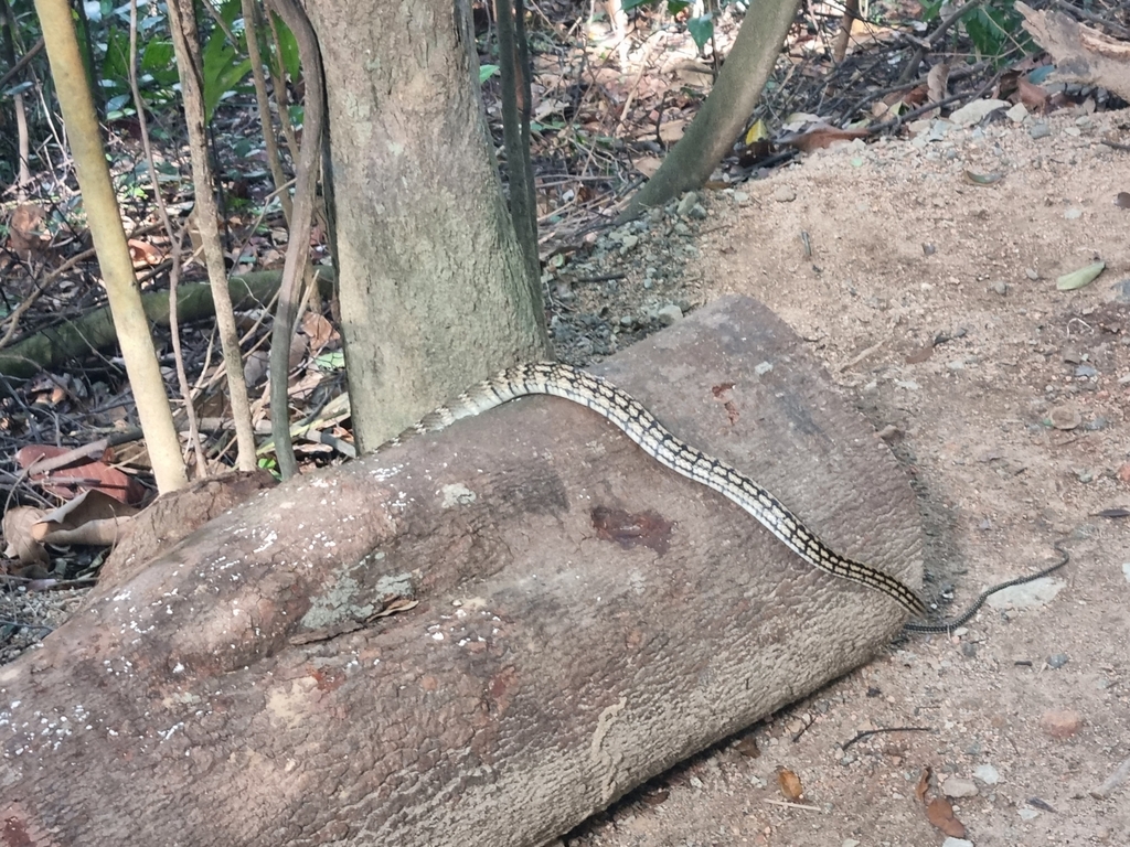 Keeled Rat Snake from Bukit Timah Hill on January 12, 2022 at 04:36 PM ...
