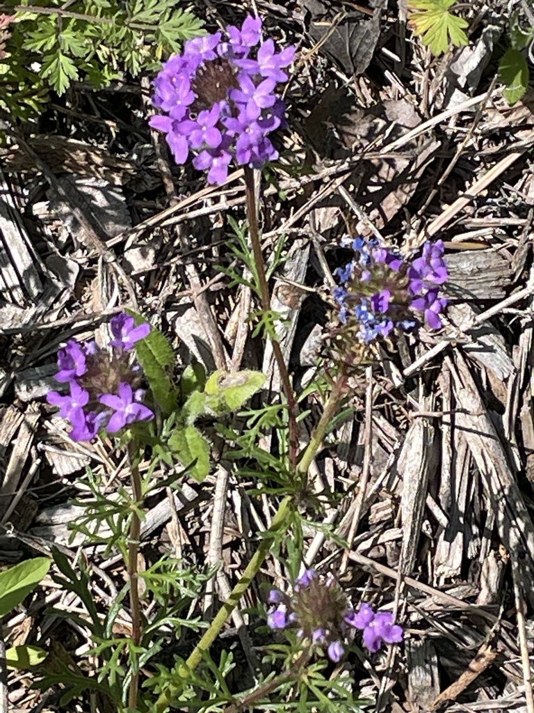 Dakota mock vervain from Briar Hollow Dr, Austin, TX, US on April 16 ...