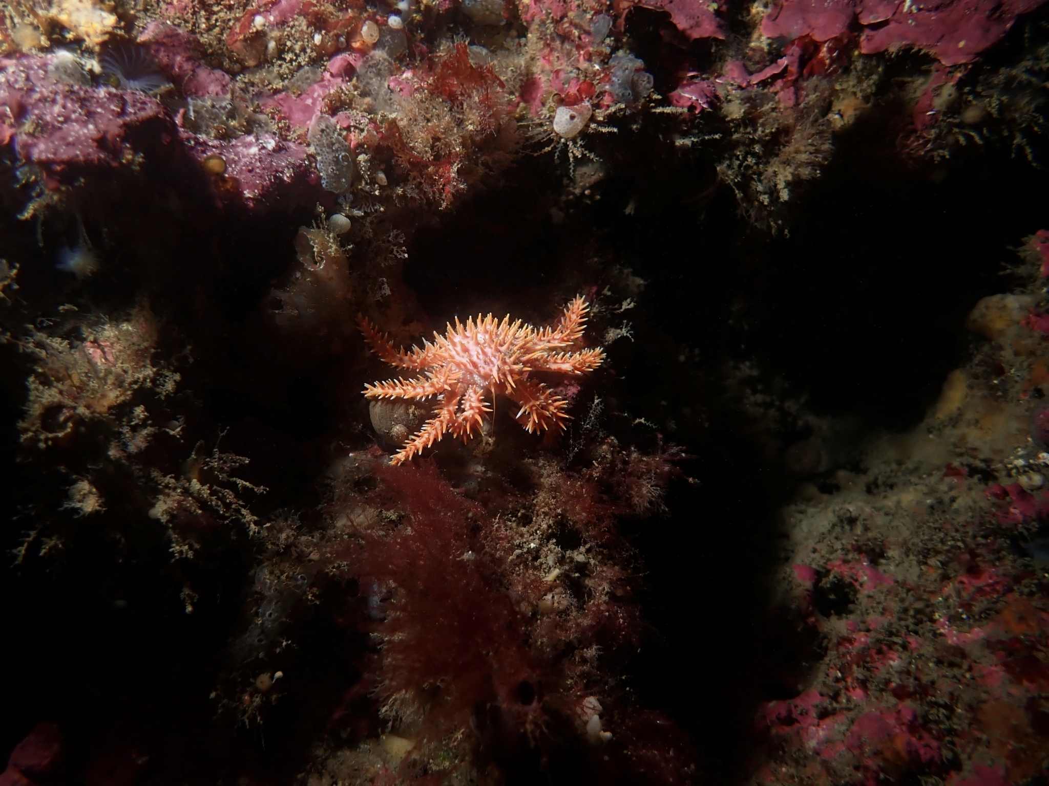 Lithodes Latreille, 1806