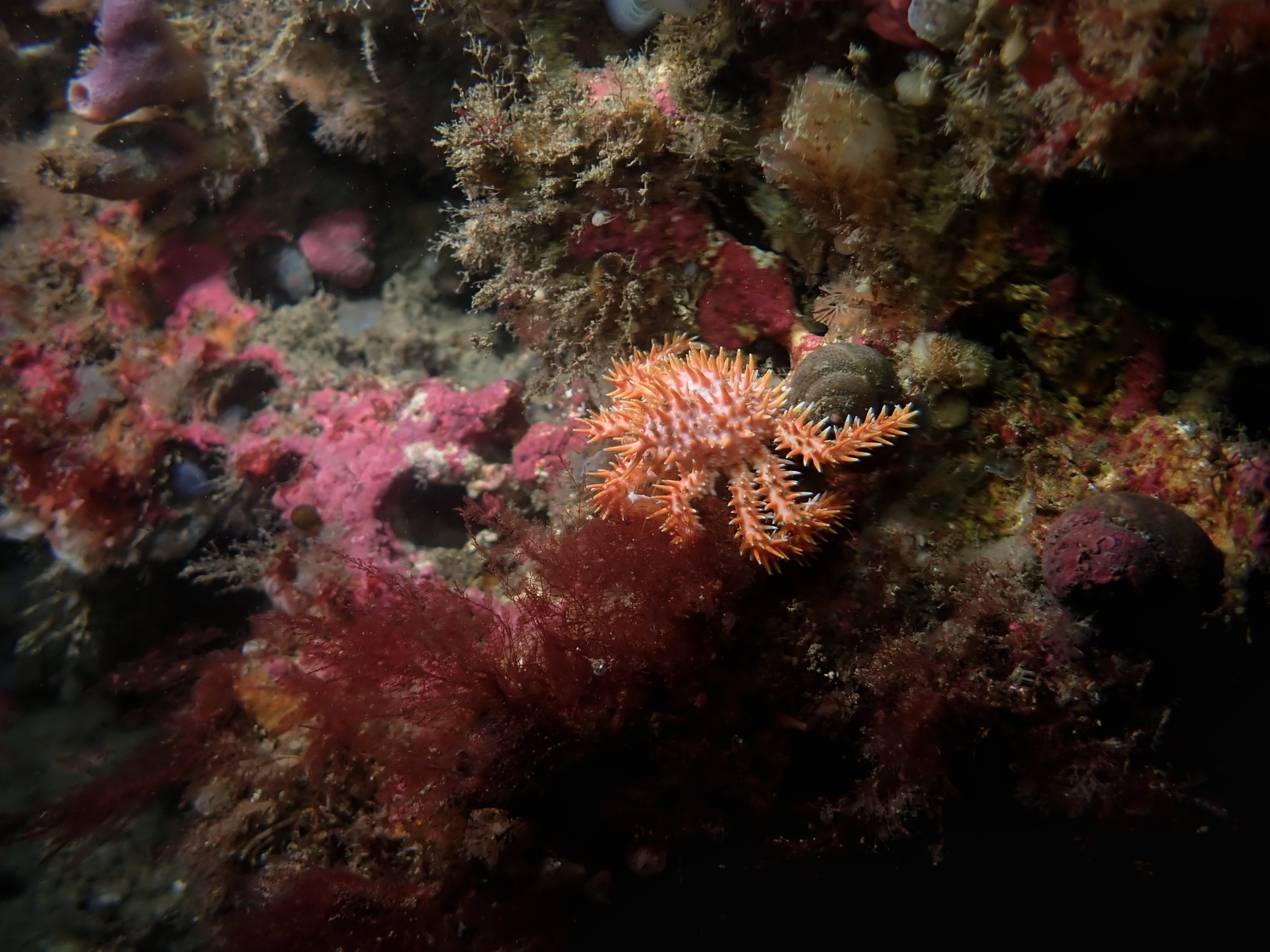 Lithodes Latreille, 1806