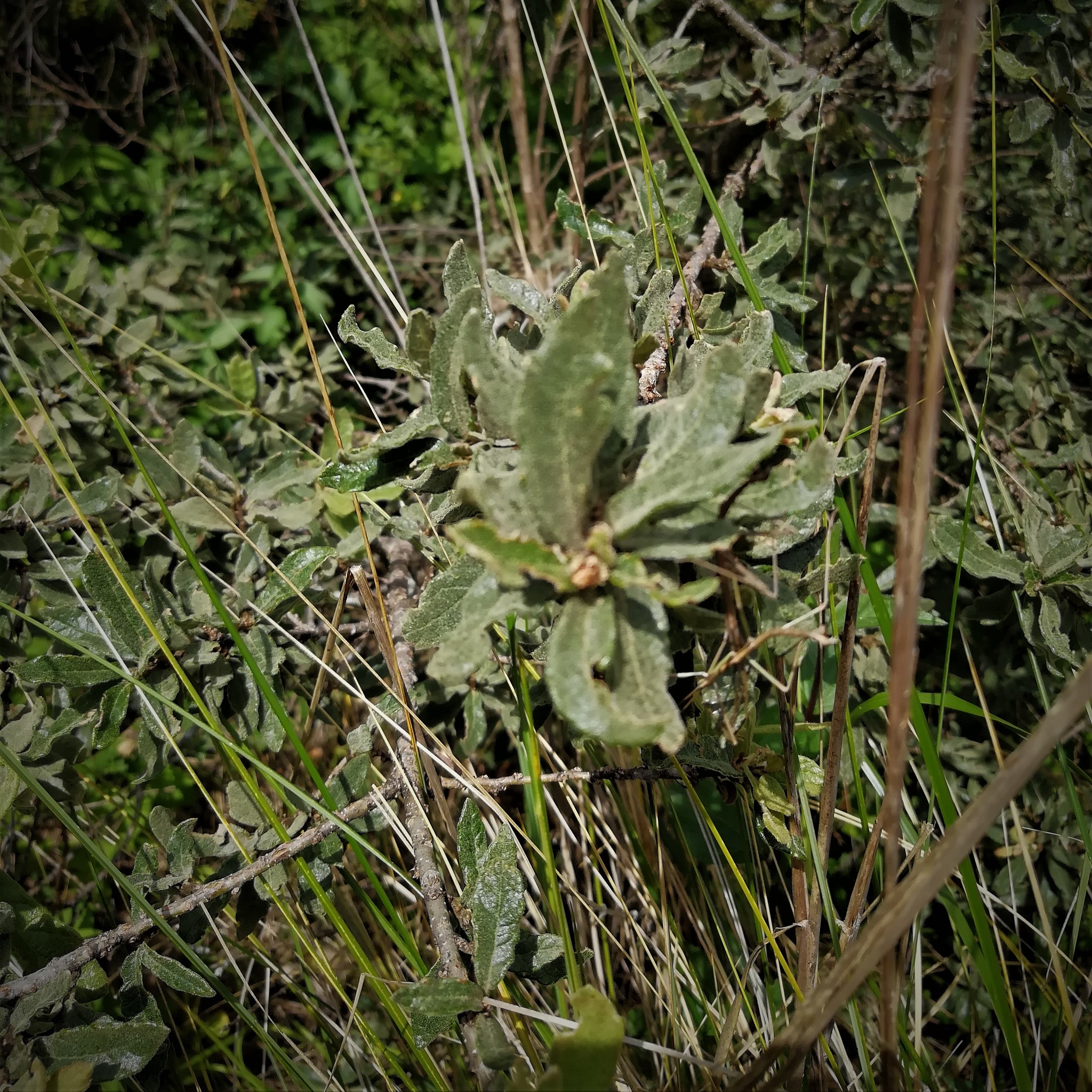 Quercus microphylla Née