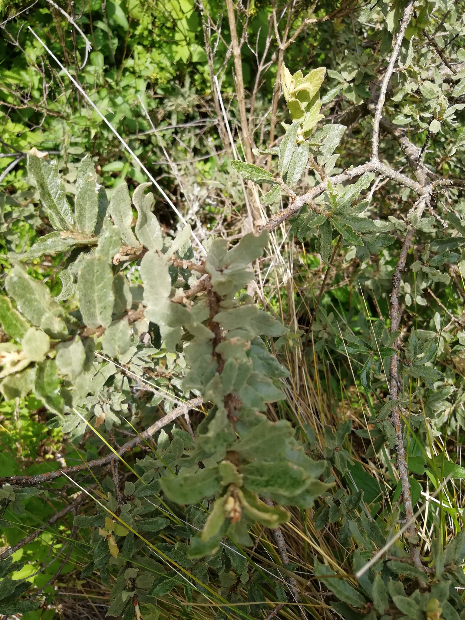 Quercus microphylla Née
