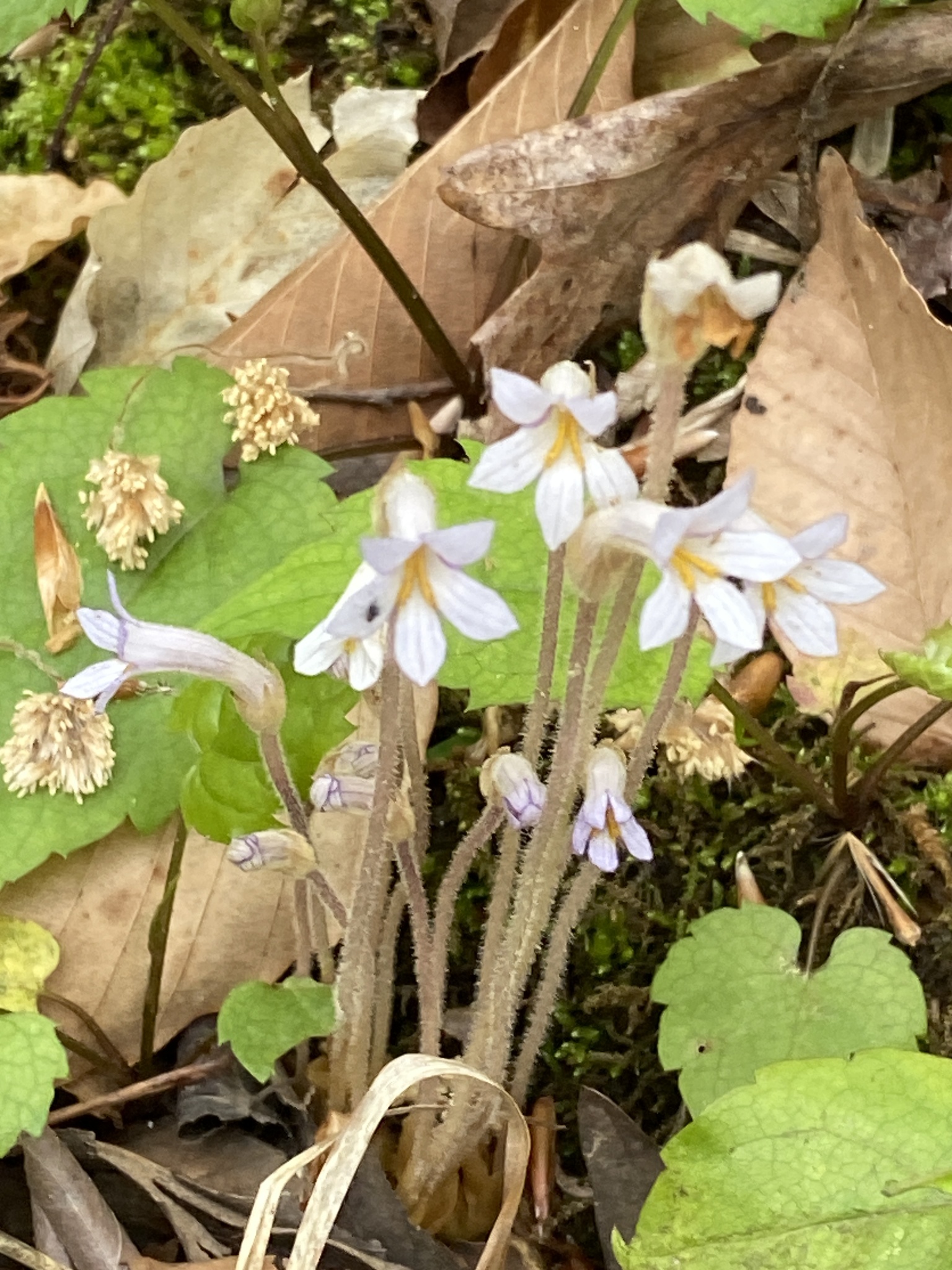 Aphyllon uniflorum (L.) Torr. & A.Gray