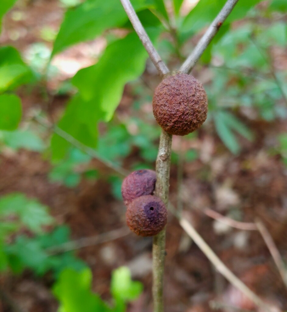 Globular root gall from Mountain Park, GA, USA on April 15, 2023 at 12: ...