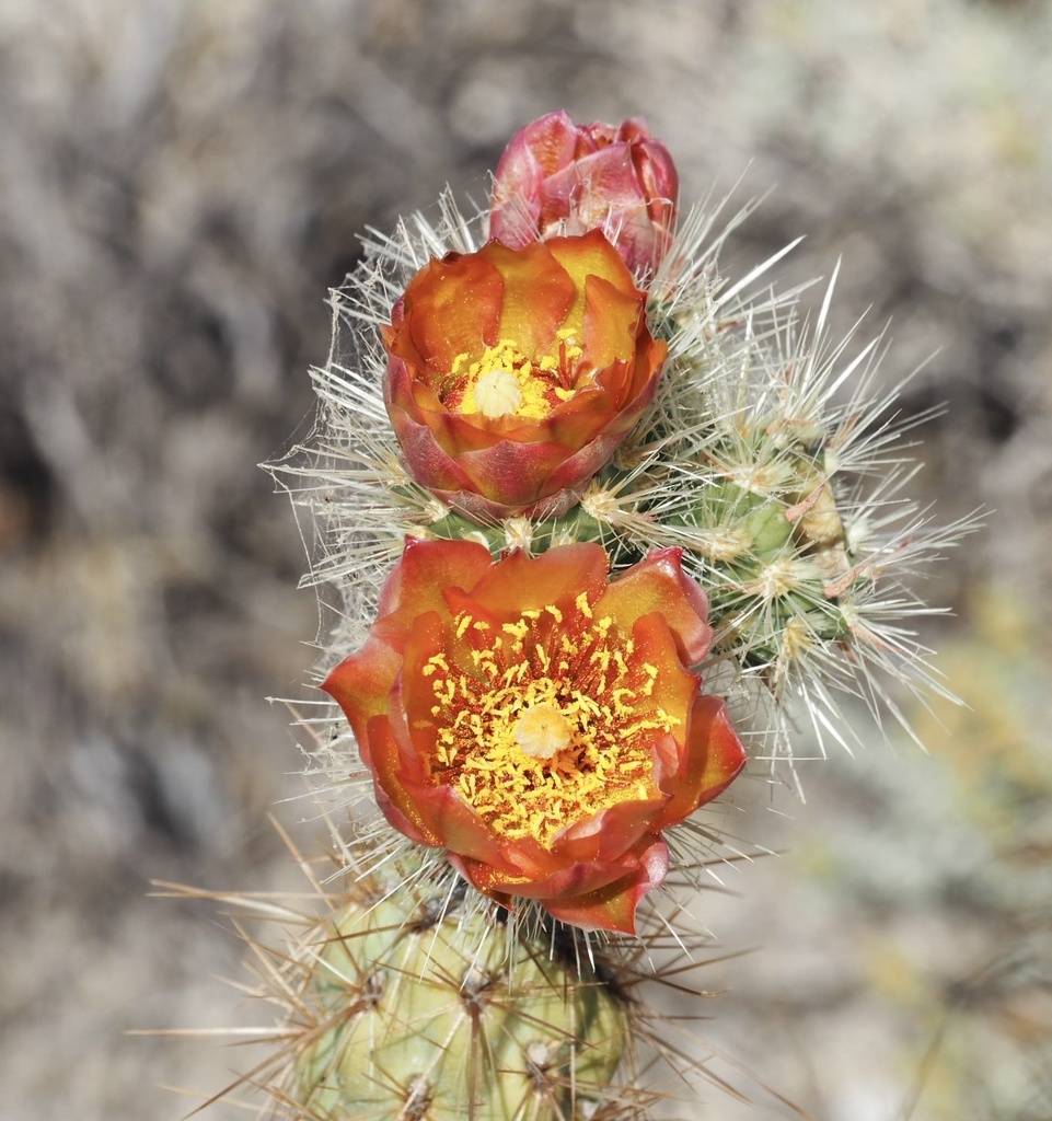 Wolf's cholla from Anza-Borrego Desert State Park, Julian, CA, US on ...