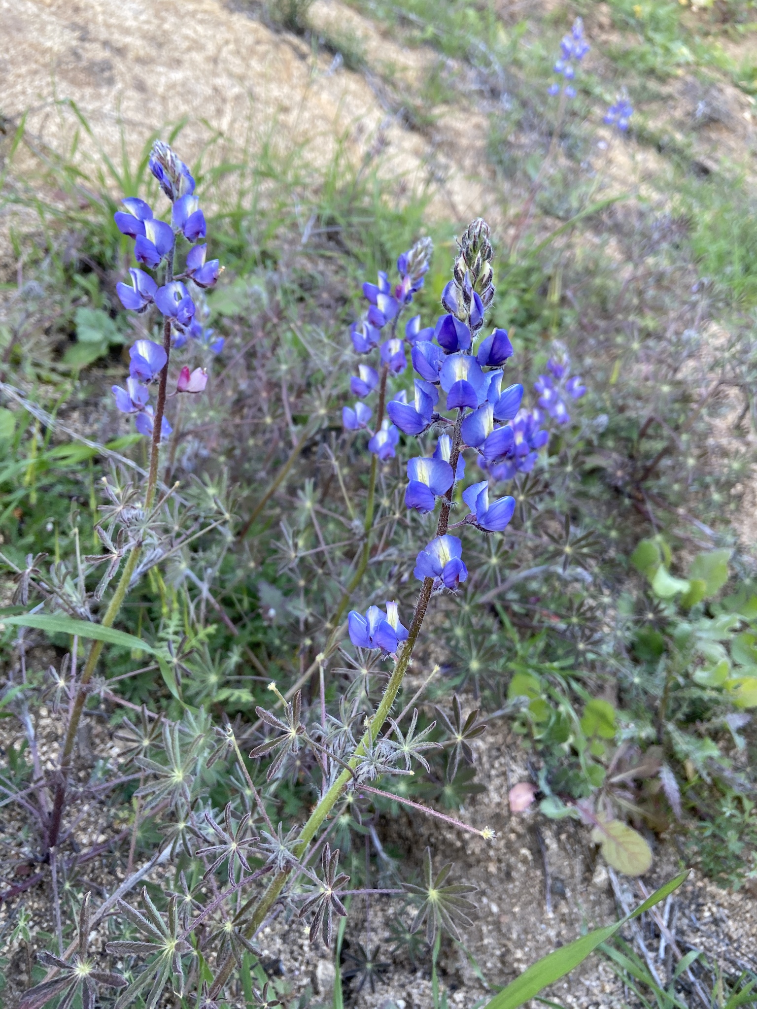 Lupinus bicolor Lindl.