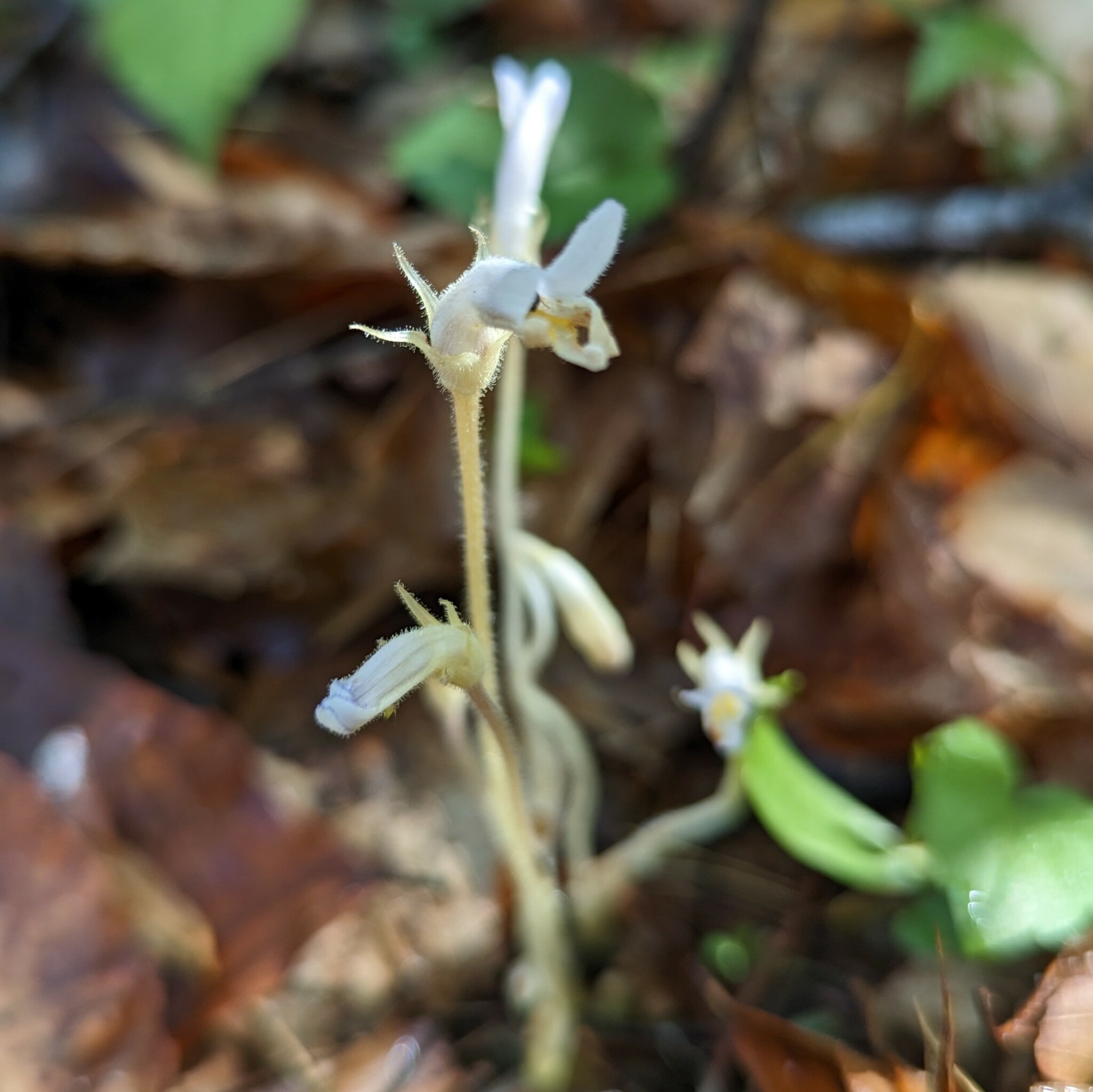 Aphyllon uniflorum (L.) Torr. & A.Gray