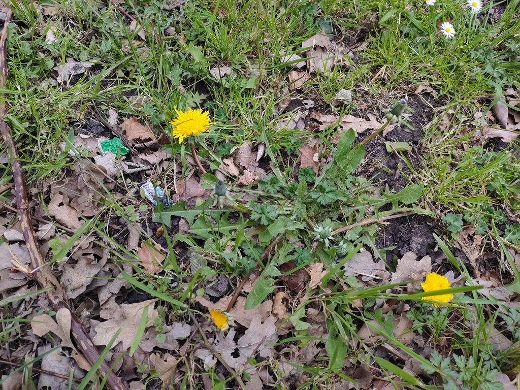 common dandelions from 47809 Krefeld, Germany on April 16, 2023 at 04: ...