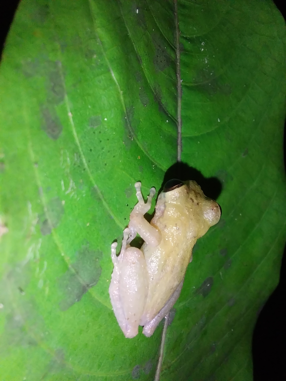 Flectonotus fitzgeraldi (Parker, 1934)