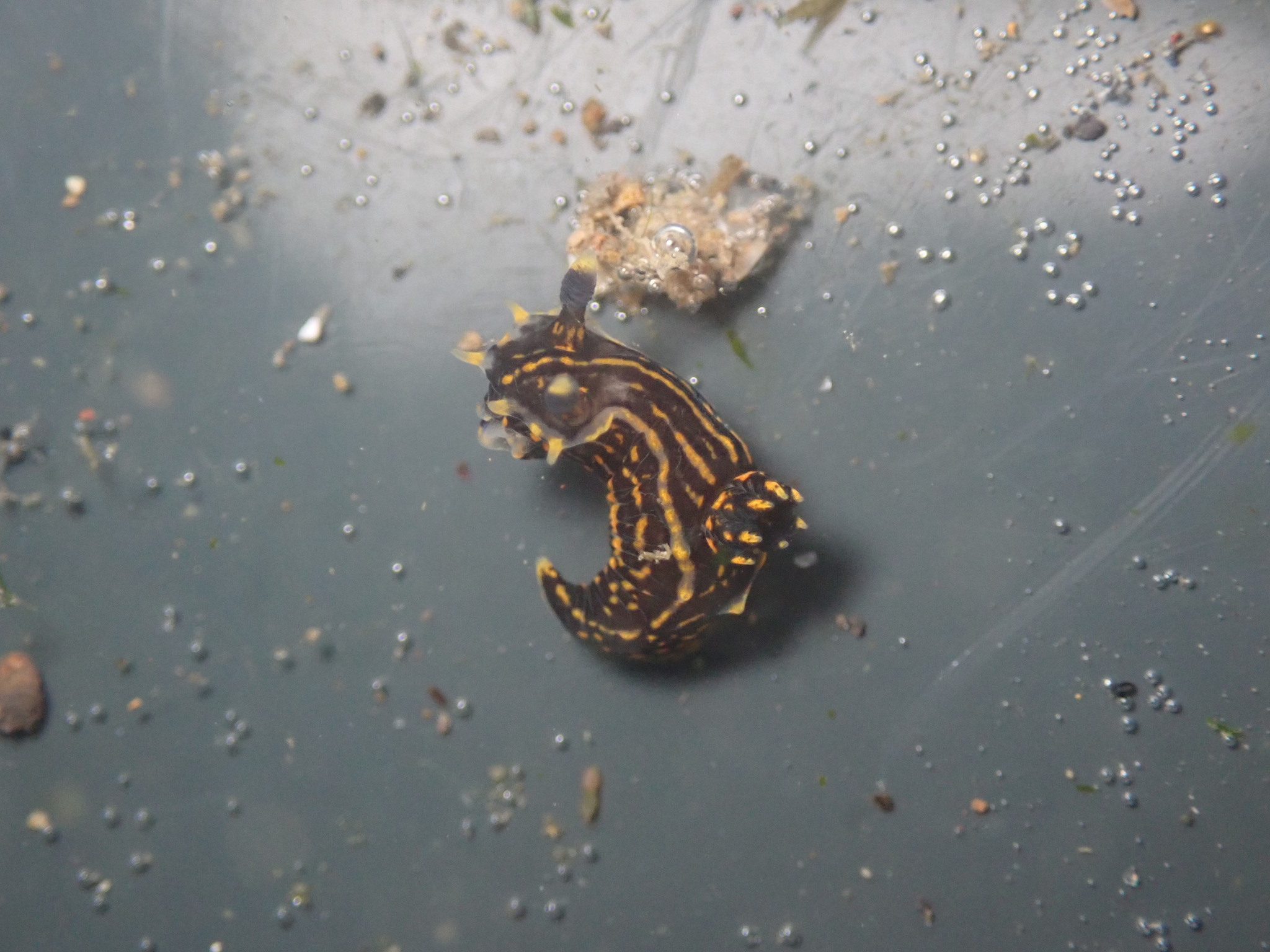 Polycera atra MacFarland, 1905