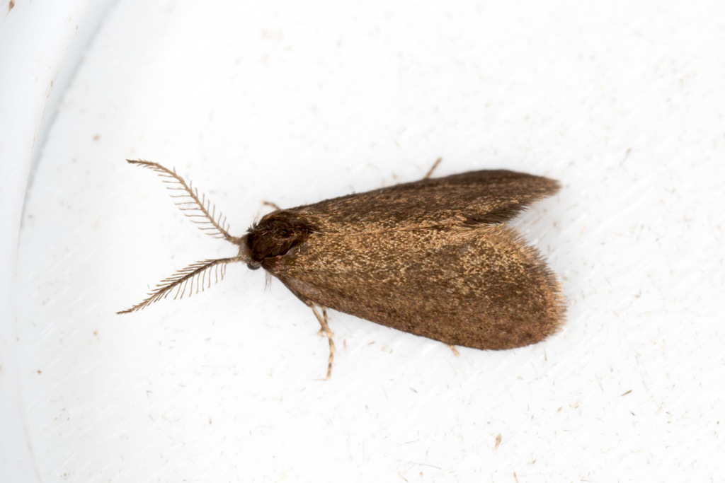 Common Bagworm Moth from Novara, Italy on June 30, 2015 at 04:34 PM by ...