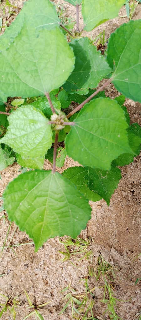 Burweeds from Gourma, Burkina Faso on April 16, 2023 at 12:29 PM by ...