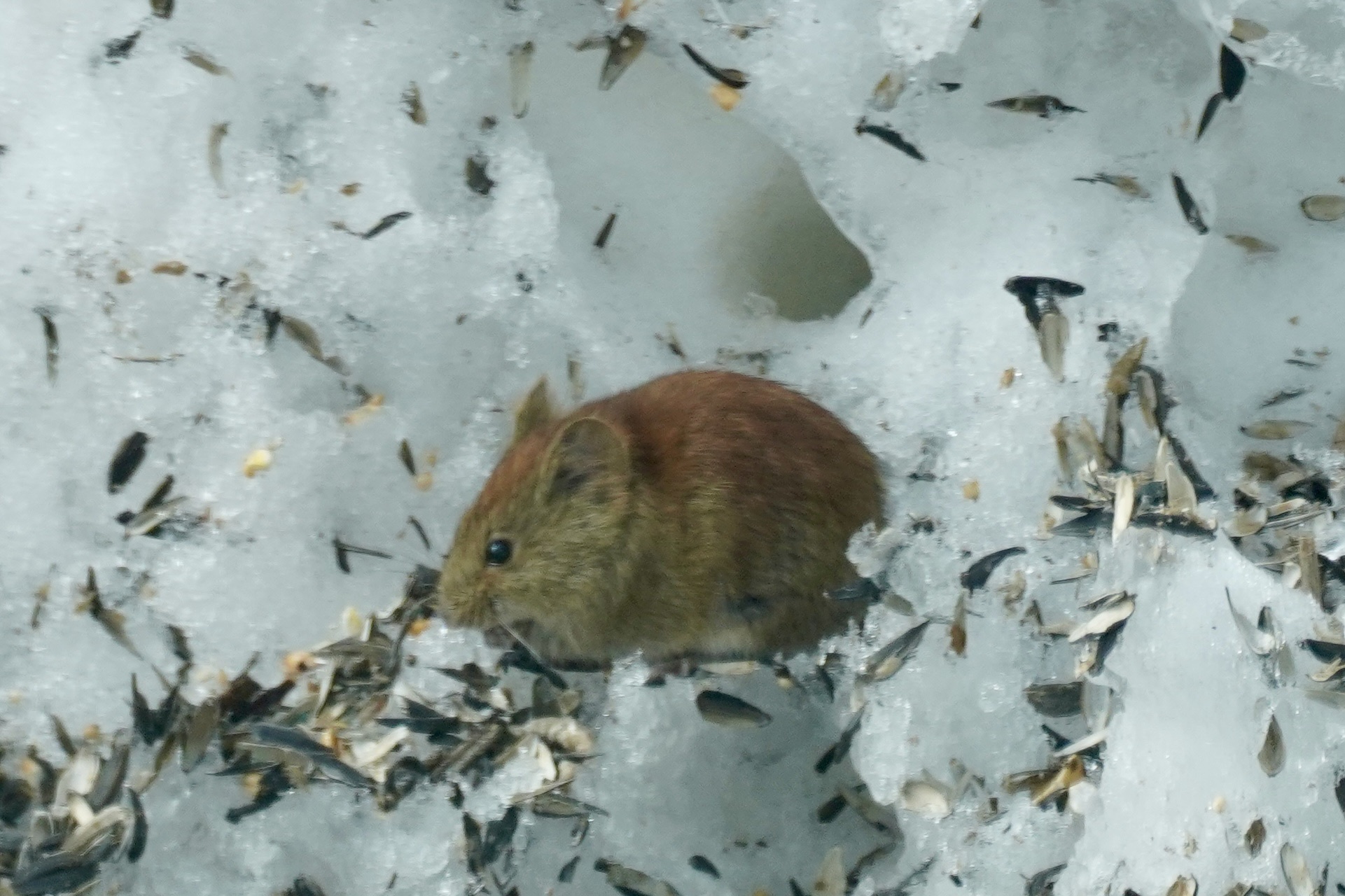 Clethrionomys rutilus (Pallas, 1779)